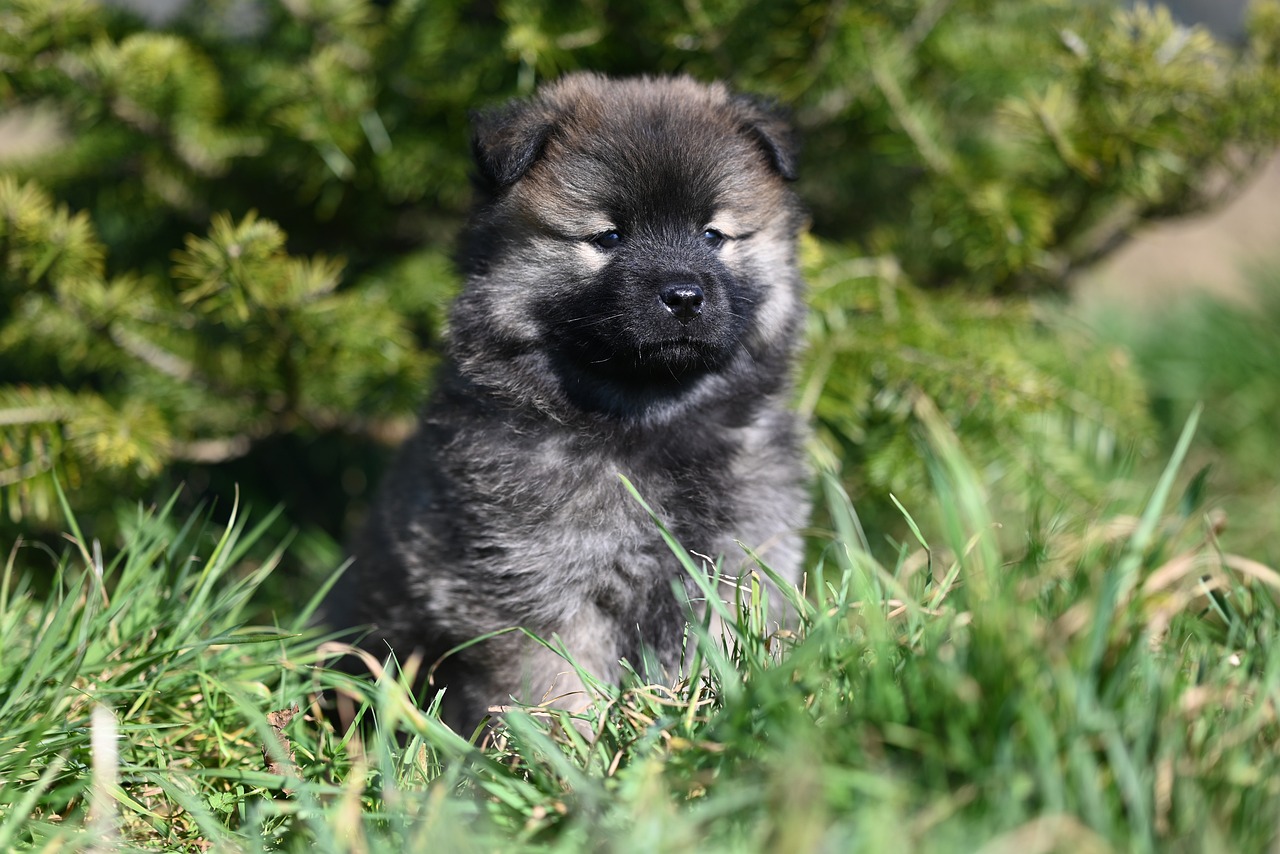 Eurasier Aloha Puppy Dog - Free photo on Pixabay