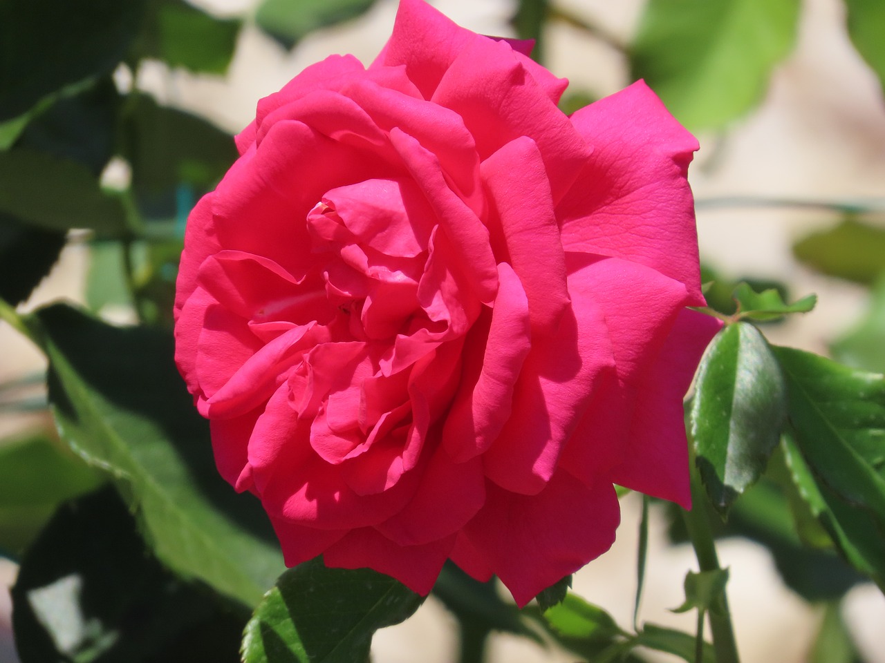 Rose Fleur - Photo gratuite sur Pixabay