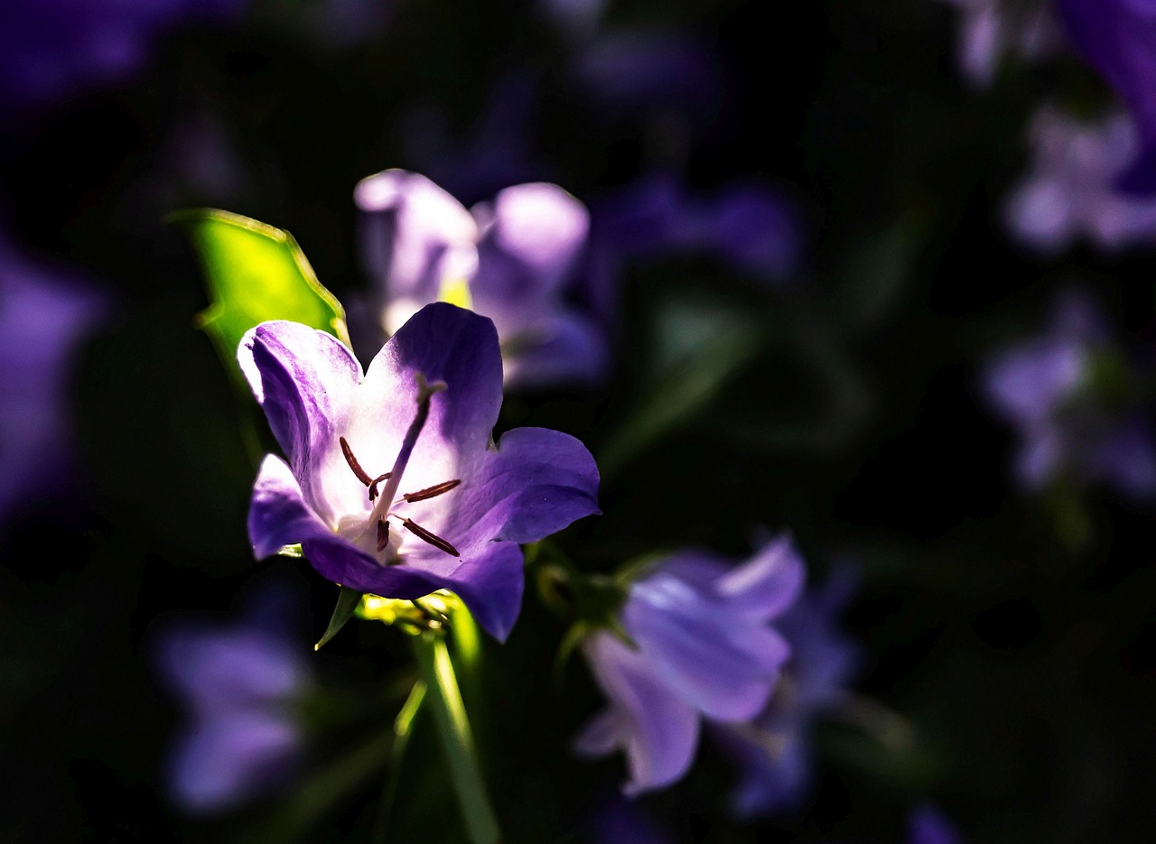 Bellflower Nature Flower Blooms - Free photo on Pixabay