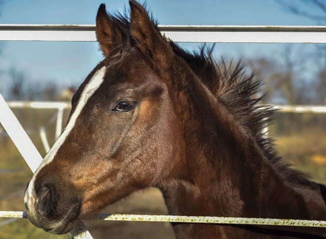 Horse Foal Animal - Free photo on Pixabay