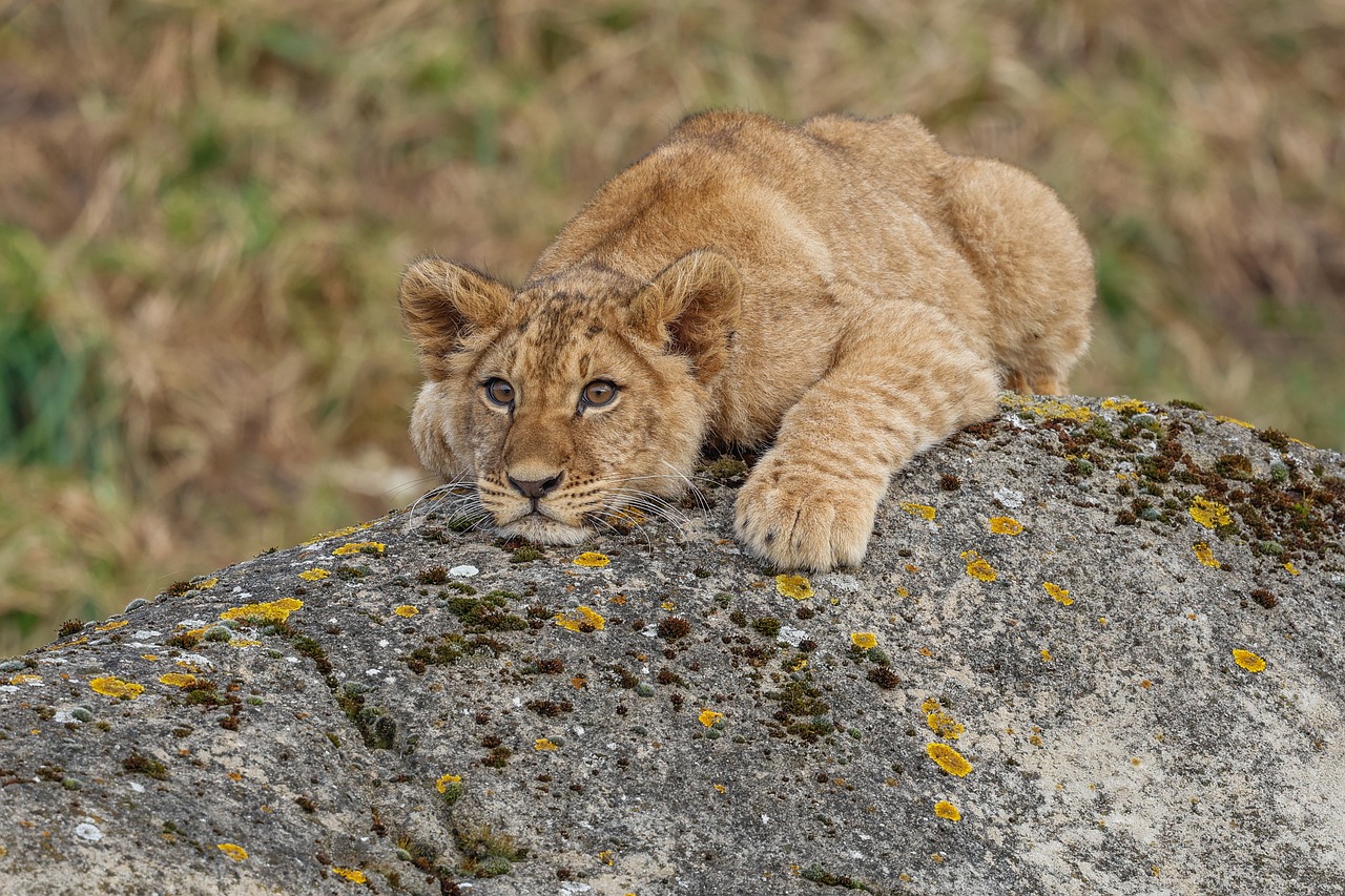 10,000+ Free Lion Sitting & Lion Images - Pixabay