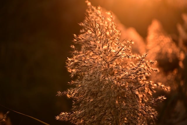 Sunset Common Reed - Free photo on Pixabay