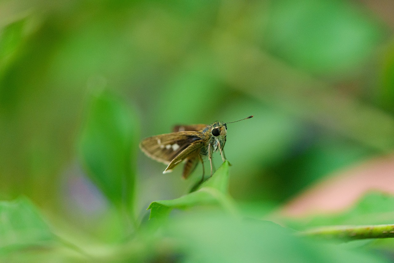 Insect Nature Garden - Free photo on Pixabay