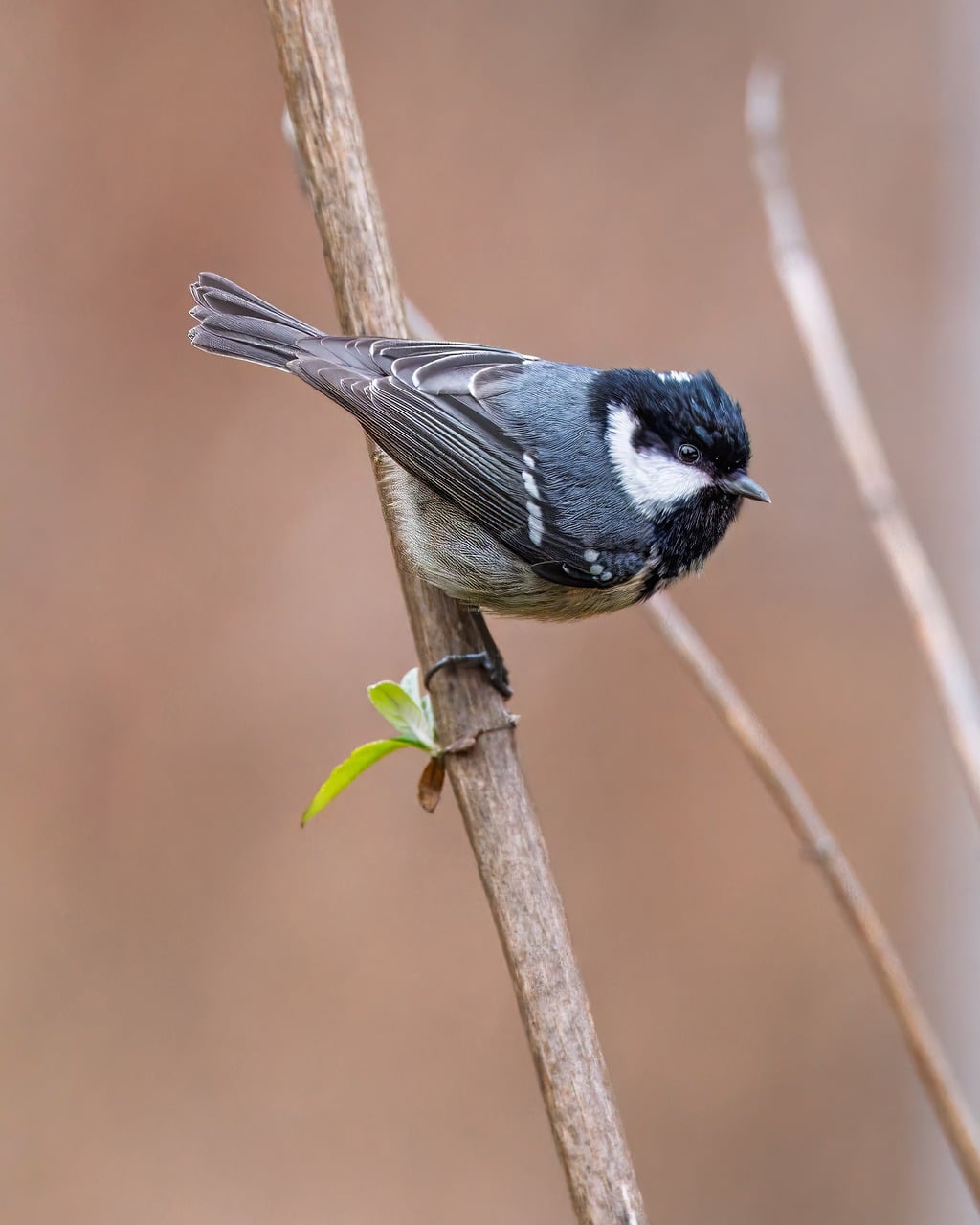 Tit Bird Animal - Free photo on Pixabay