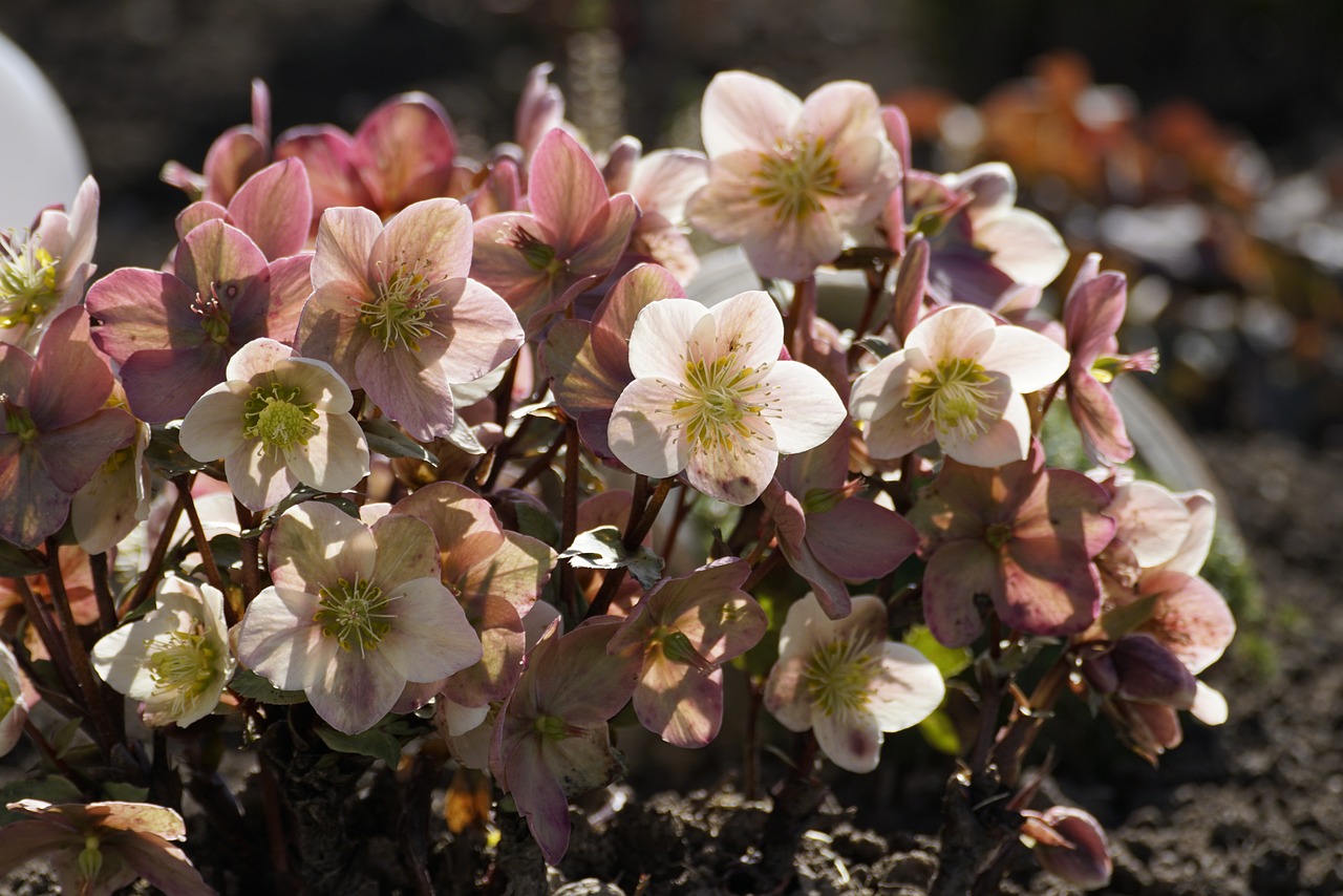 Helleborus Semacam Tumbuhan - Foto gratis di Pixabay