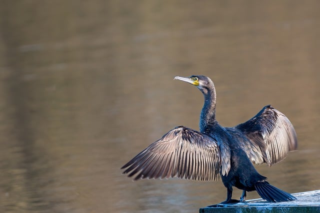 Cormorant Bird Animal - Free photo on Pixabay