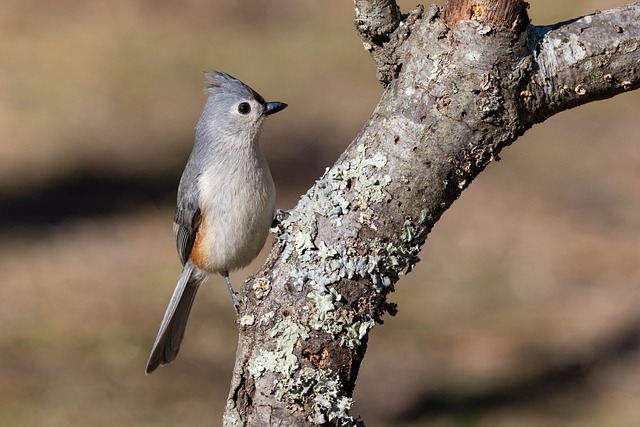 Paro Rama Hongos - Foto gratis en Pixabay