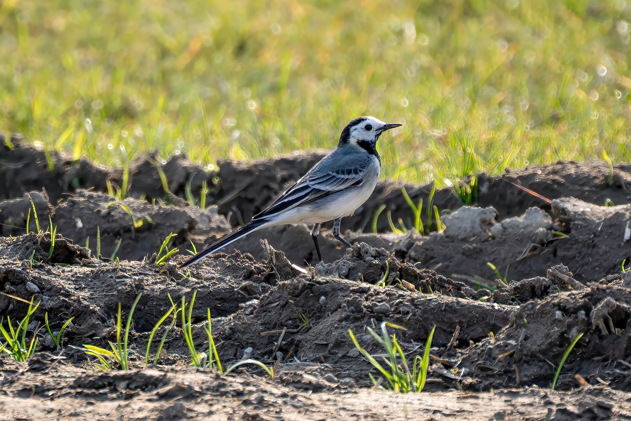 Bird Wagtail Meadow - Free photo on Pixabay