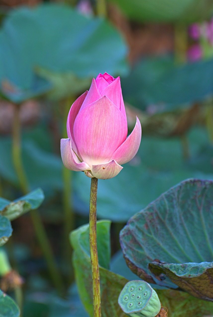 Lotus Flower Plant - Free photo on Pixabay