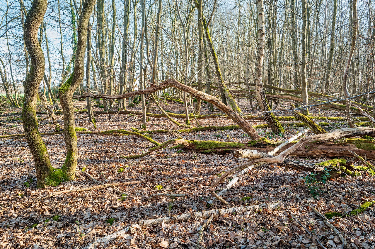 Tree Branches Forest - Free photo on Pixabay
