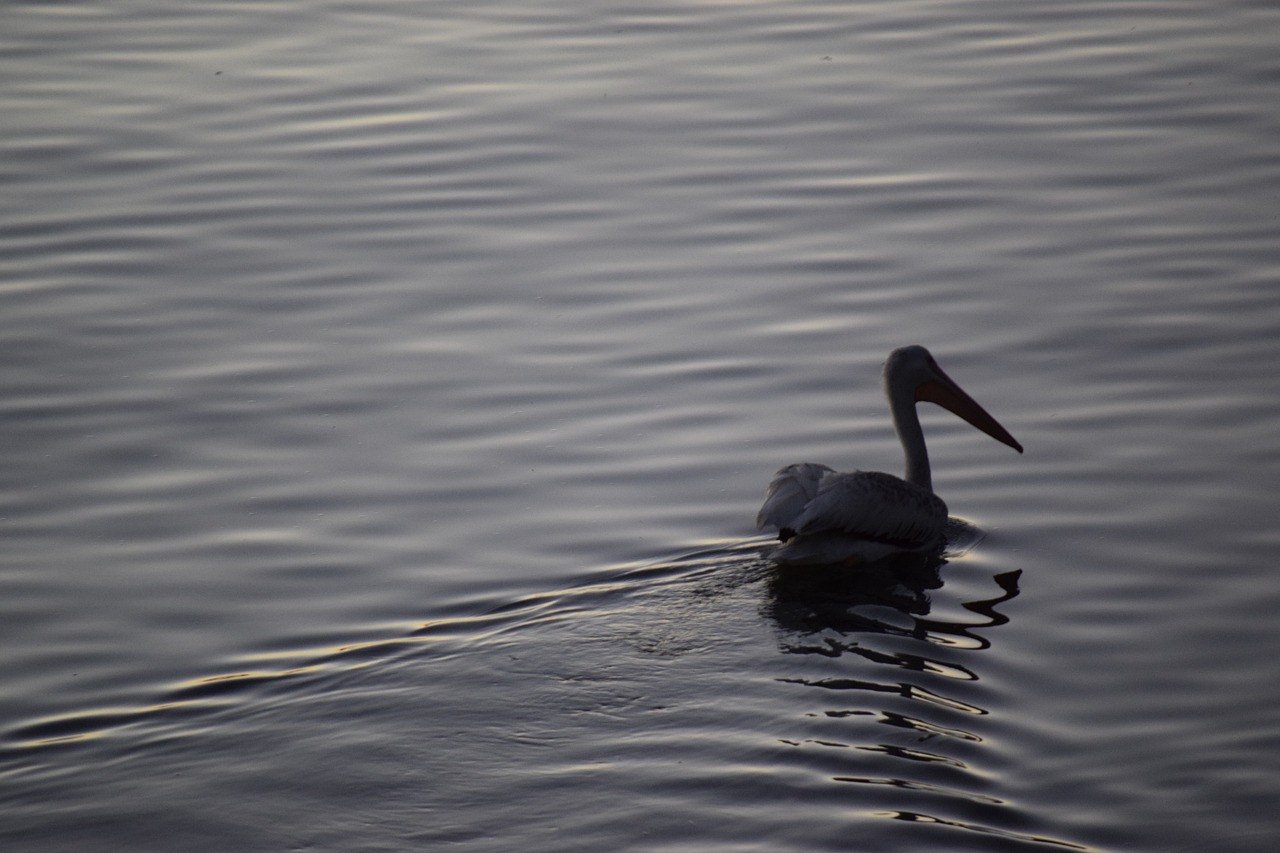 Lago Chapala Agua - Foto gratis en Pixabay