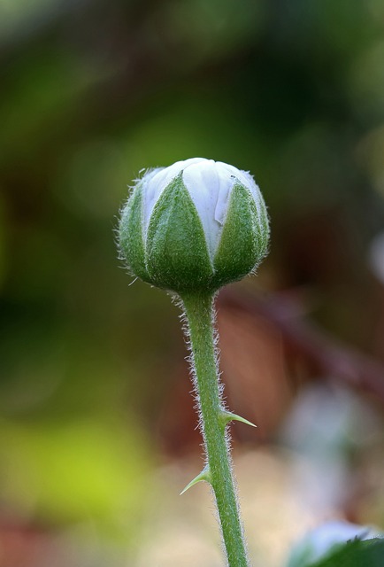 Bramble Bud White Unopened Sharp - Free photo on Pixabay