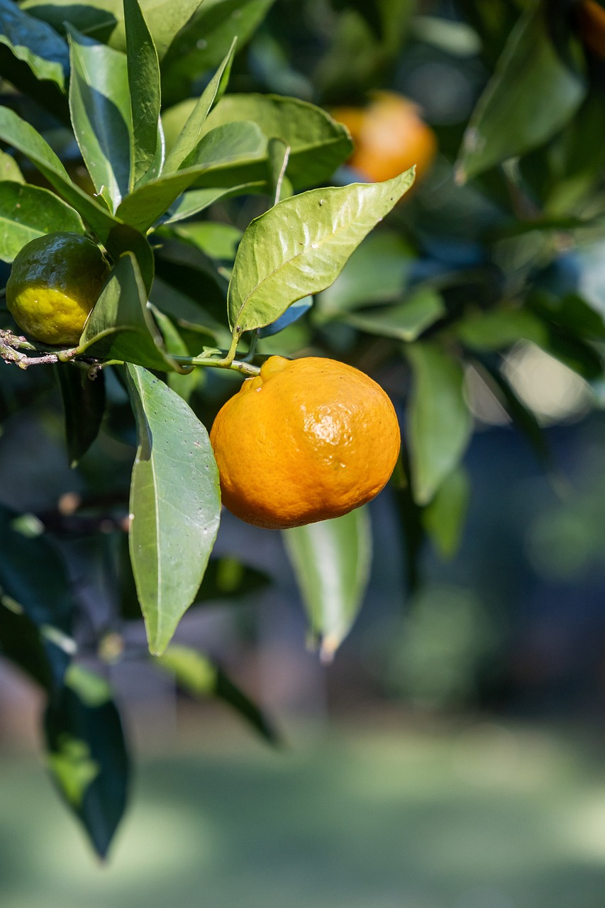 Orange Fruit Nature - Photo gratuite sur Pixabay