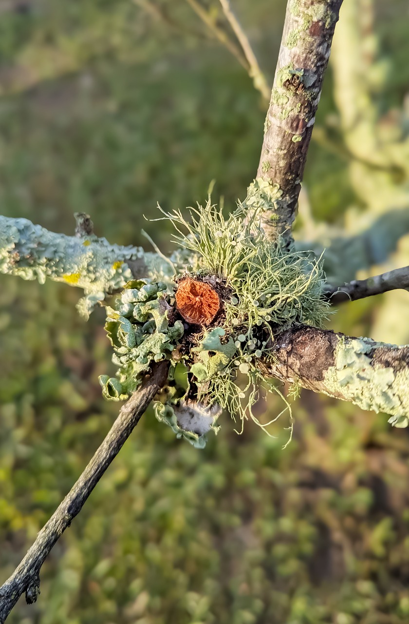 Lichen Tree Branch Organism - Free photo on Pixabay