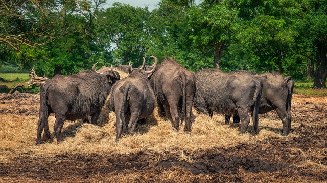 Buffalo Wild Animals Nature - Free photo on Pixabay