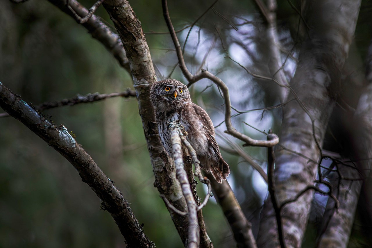 Eurasian Pygmy Owl Bird - Free photo on Pixabay