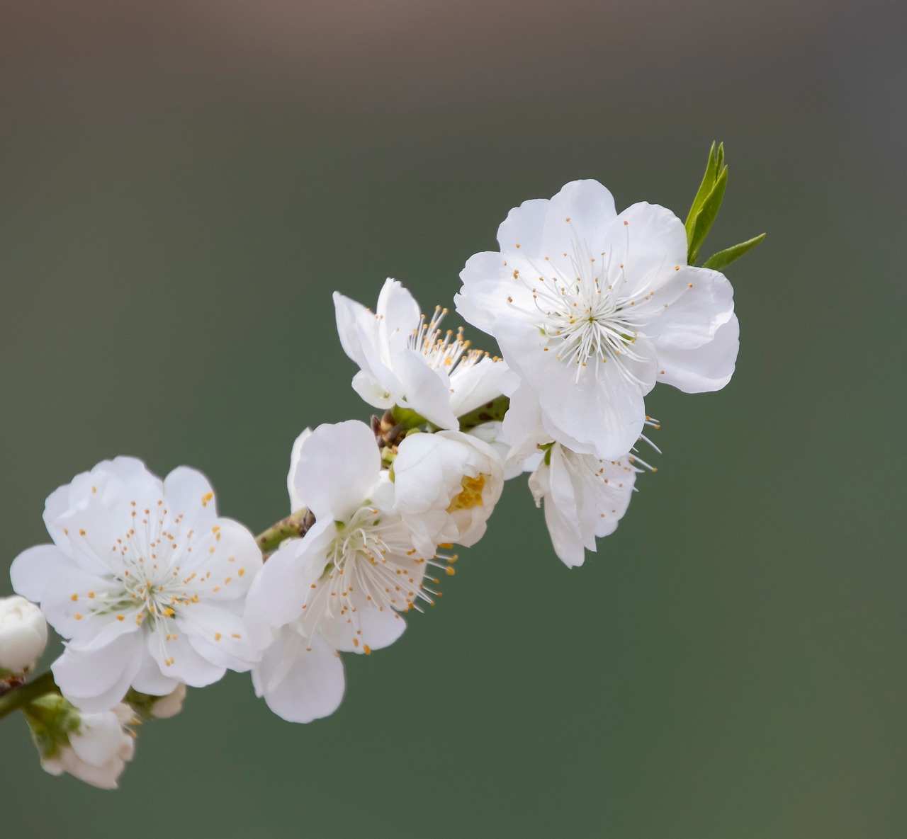 Cherry Flowers Blossom - Free photo on Pixabay