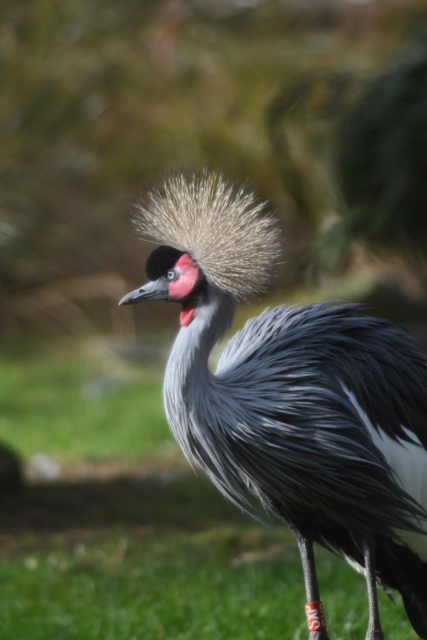 Crane Bird Nature - Free photo on Pixabay
