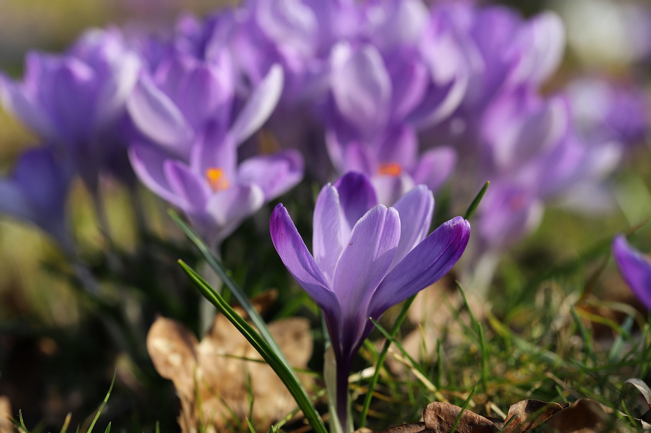 Le Printemps Prairie - Photo gratuite sur Pixabay