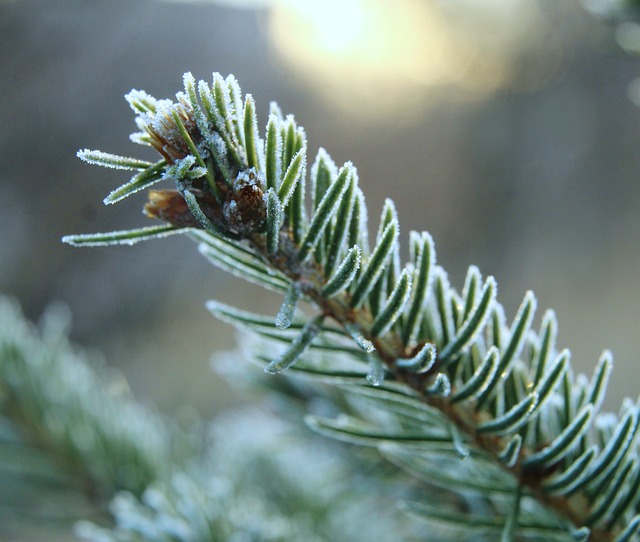 Zweig Frost - Kostenloses Foto auf Pixabay