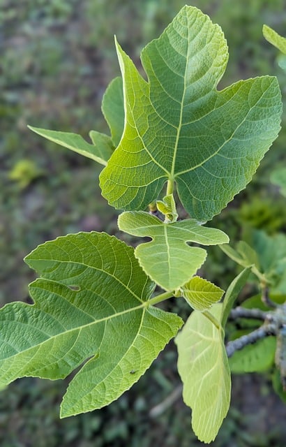Page 2 - 30,000+ Free Fig Leaves & Nature Images - Pixabay