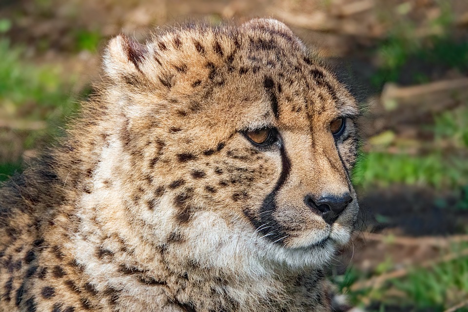 Cheetah Cat Feline - Free photo on Pixabay