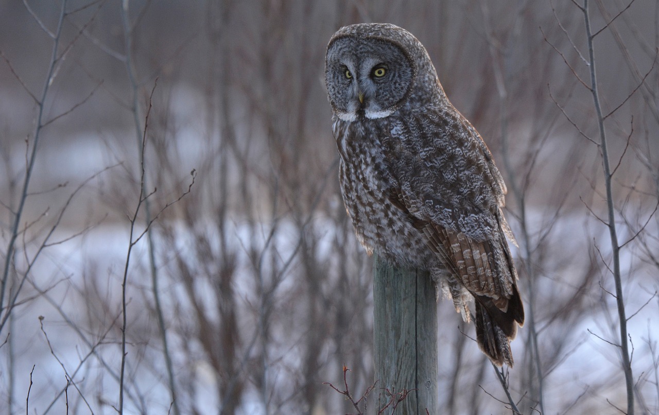 Great Gray Owl - Free photo on Pixabay