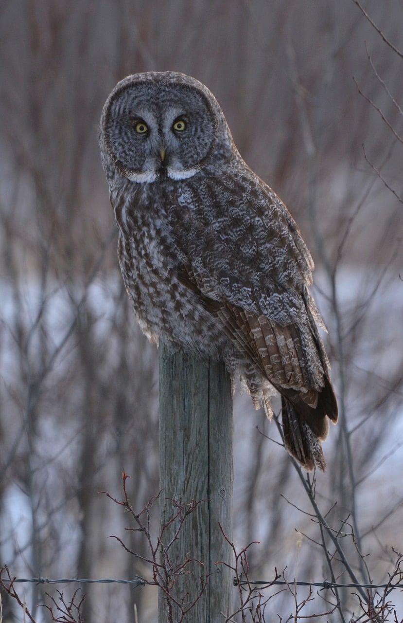 Great Gray Owl - Free photo on Pixabay