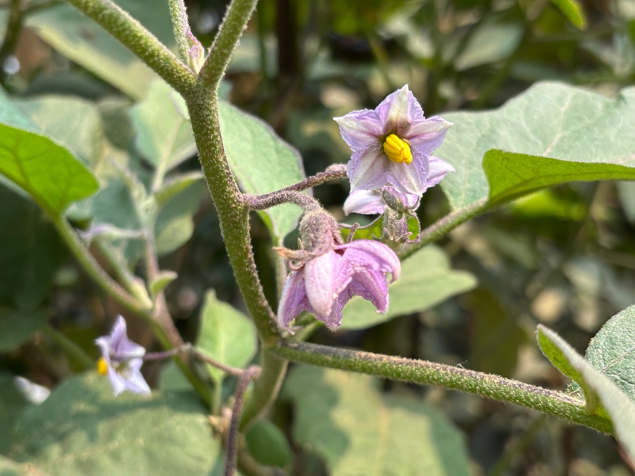 Natur Blume Fotografie - Kostenloses Foto auf Pixabay