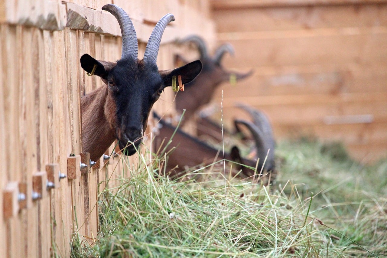 Noble Goat Nature - Free photo on Pixabay