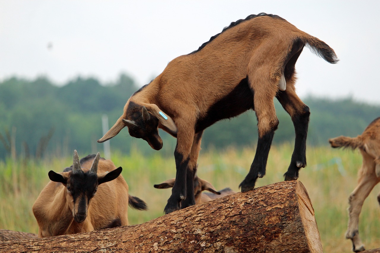 Noble Goat Farm Yard - Free photo on Pixabay