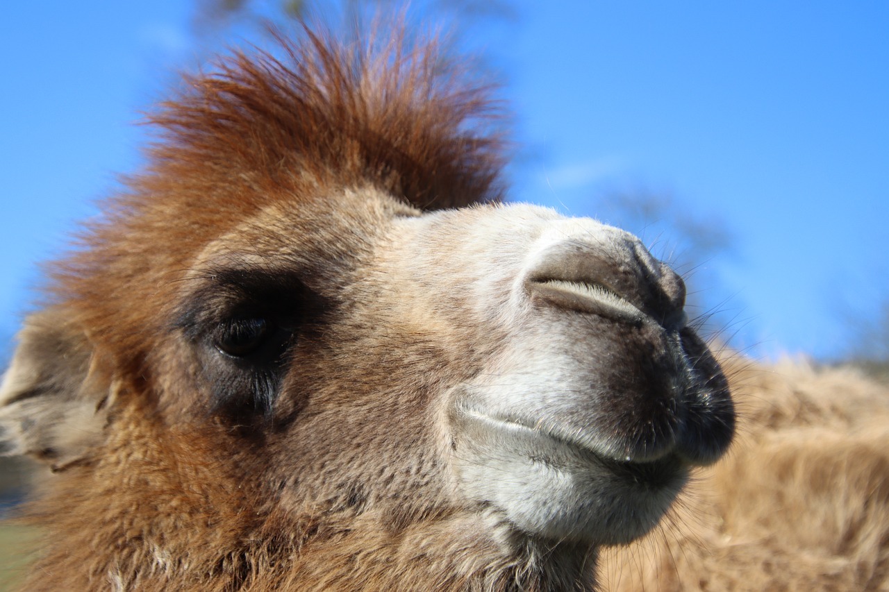 Camelo Atropelar Animal - Foto gratuita no Pixabay