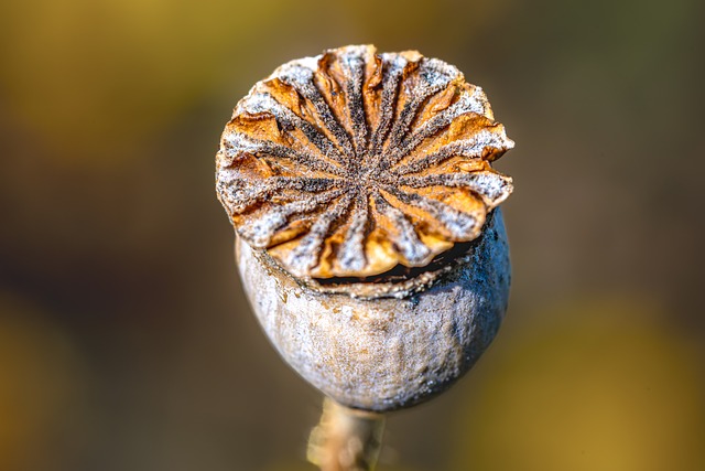 Common Poppy Seed Pod - Free photo on Pixabay