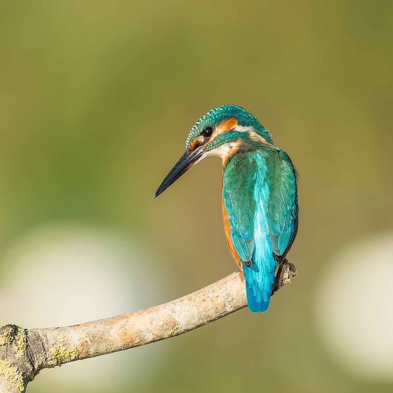 Nature Bird Fauna - Free photo on Pixabay