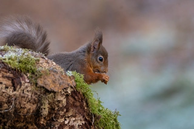Red Squirrel Nature - Free photo on Pixabay