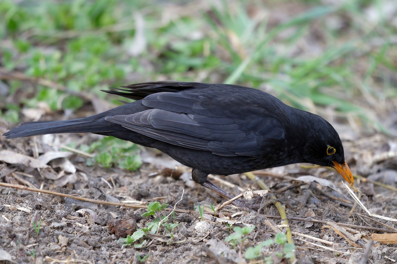Bird Small Blackbird - Free photo on Pixabay