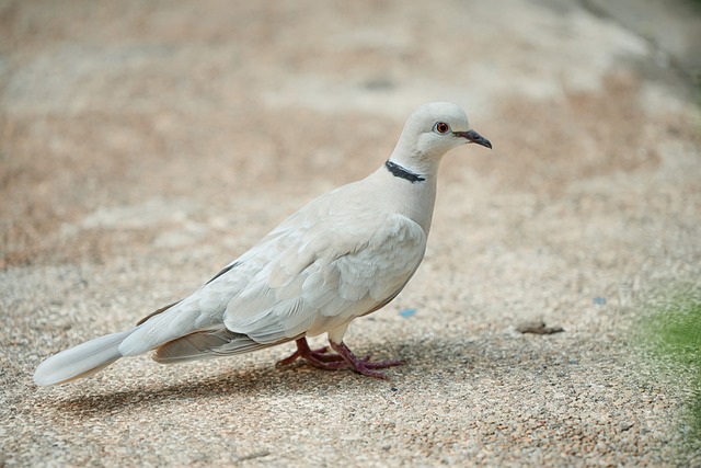 Colombe Oiseau Animal - Photo gratuite sur Pixabay