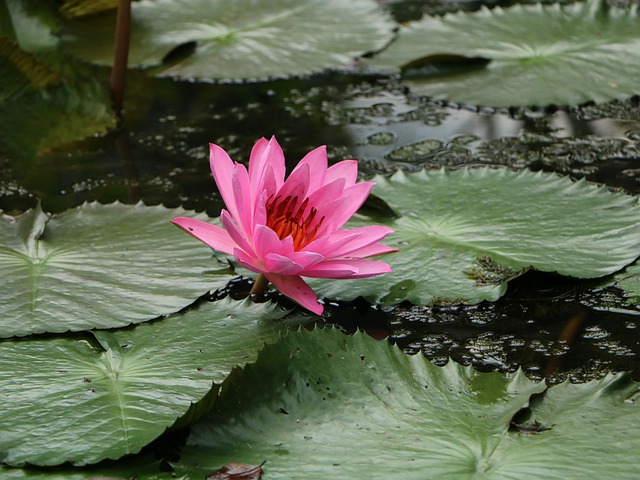 Nenúfar Flor Planta - Foto gratuita no Pixabay