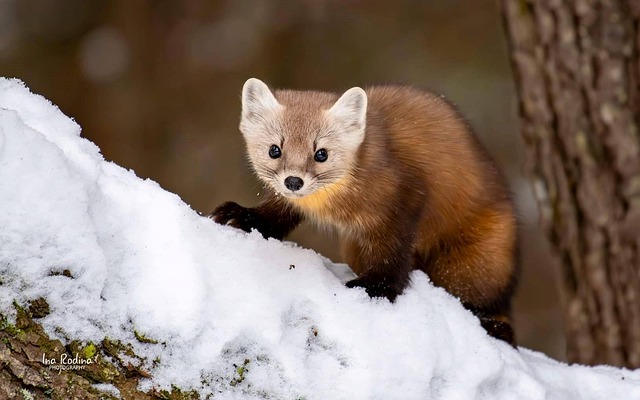 Marten Animal Tree - Free photo on Pixabay
