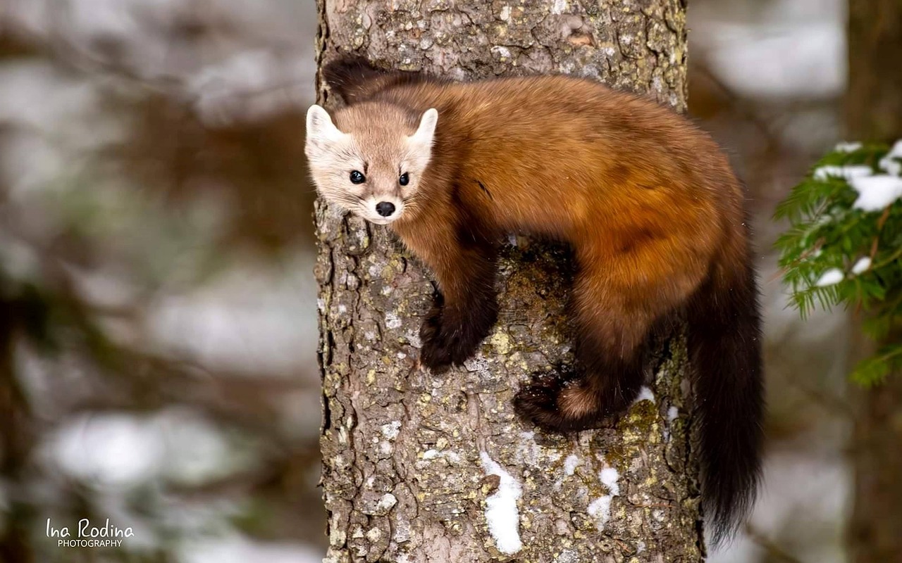 Marten Animal Tree - Free photo on Pixabay