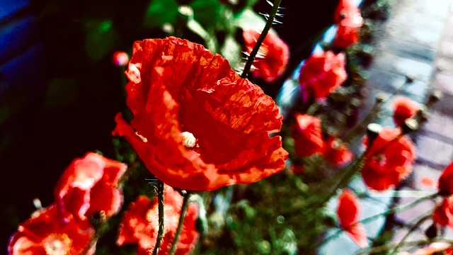 Poppy Flower Natural Beautiful - Free photo on Pixabay