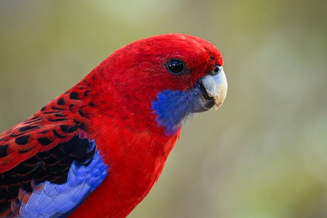 Crimson Rosella Parrot - Free photo on Pixabay
