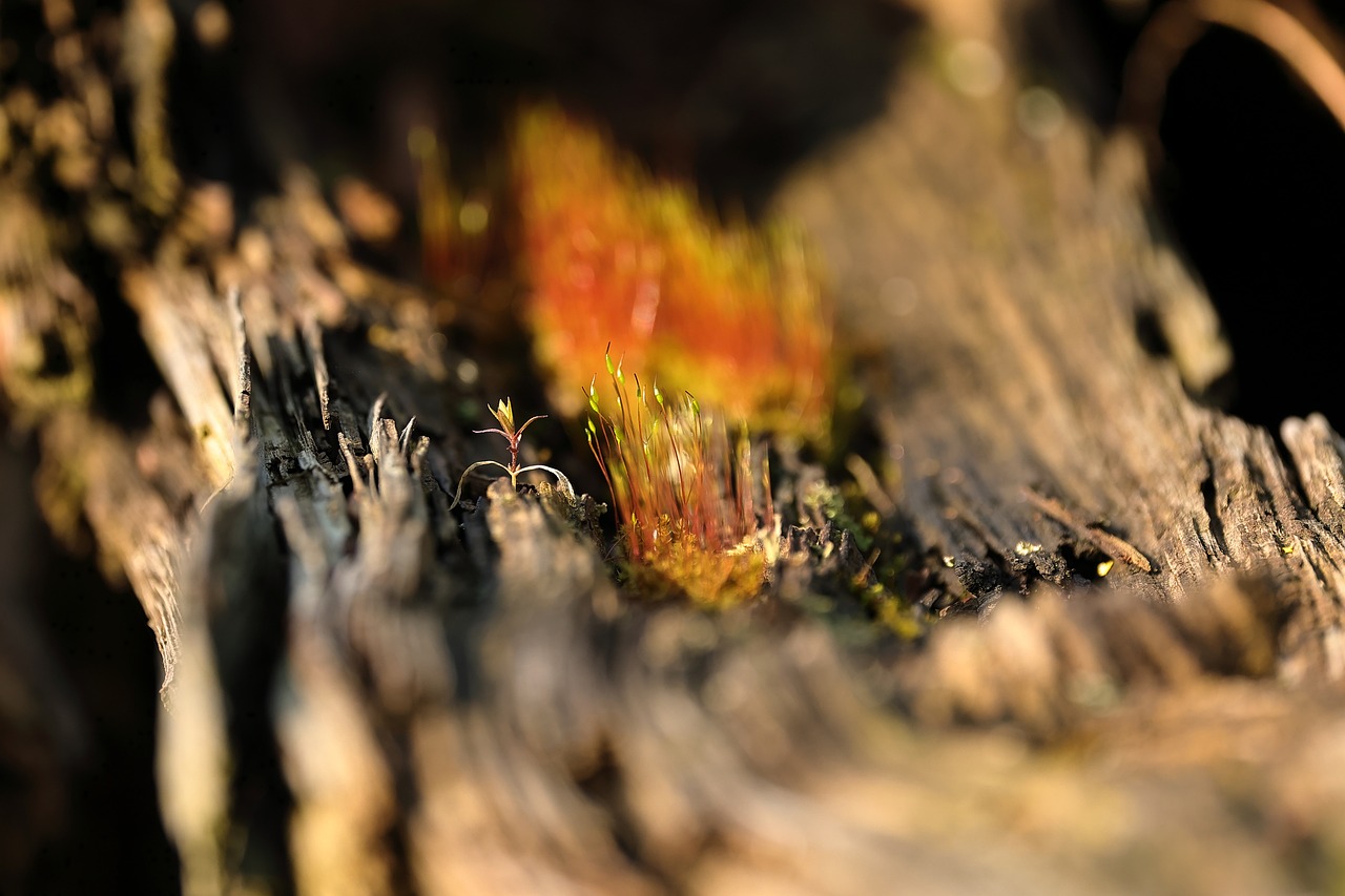 Wood Tree Nature - Free photo on Pixabay