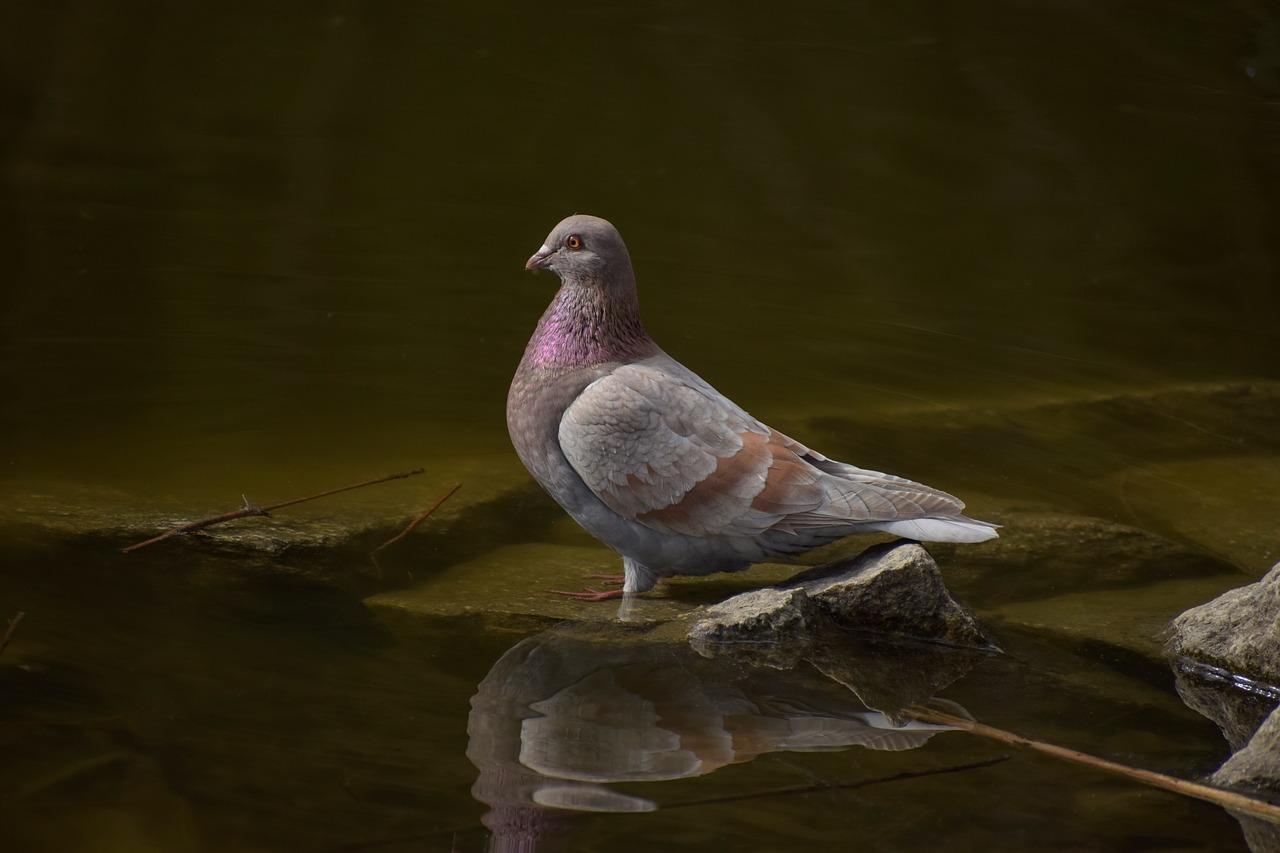 20+ Free Pták Zblízka & Bird Images - Pixabay