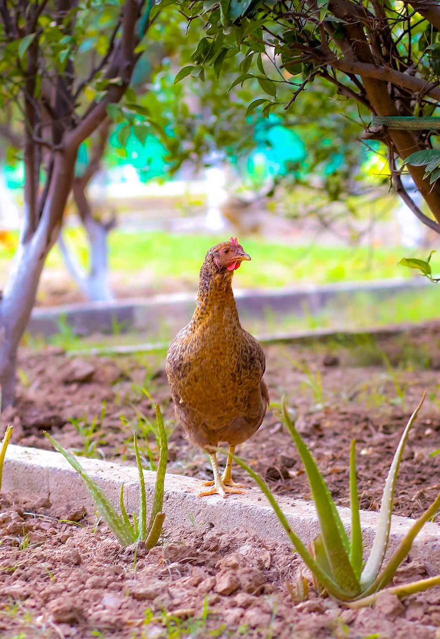 Hen Animal Nature - Free photo on Pixabay