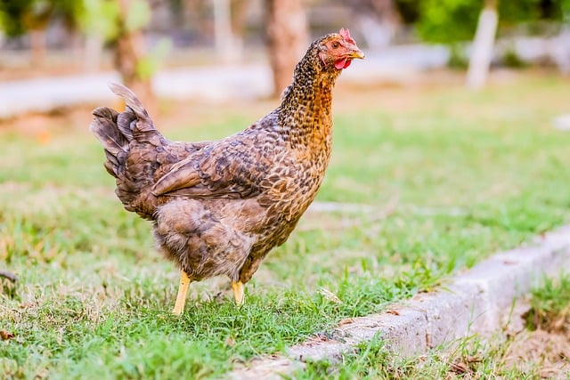 Hen Animal Nature - Free photo on Pixabay