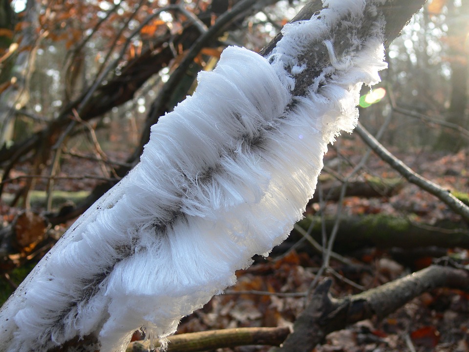 Ice Hair Fungus - Free photo on Pixabay