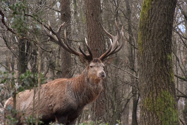 Rusa Merah Veluwe - Foto gratis di Pixabay