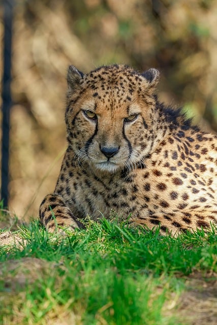 Cheetahs Nature Cheetah - Free photo on Pixabay