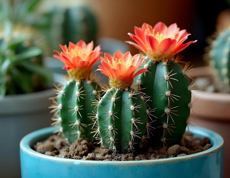 Download Cacti, Flowers, Flowering. Royalty-Free Stock Illustration ...